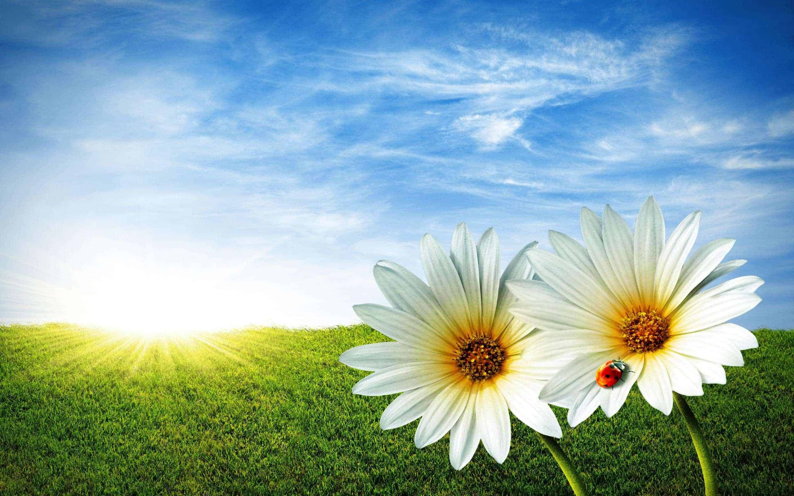 Free Wallpaper HD Background PixelsTalk Net