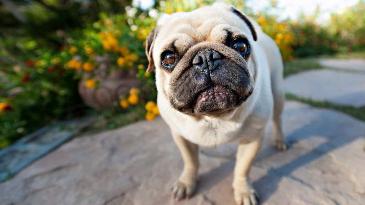 HD Pug Wallpapers - PixelsTalk