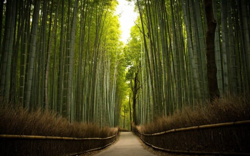 HD Bamboo Backgrounds - PixelsTalk