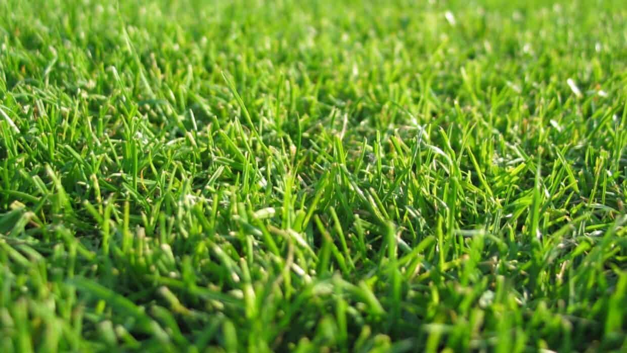 Grass Backgrounds - PixelsTalk