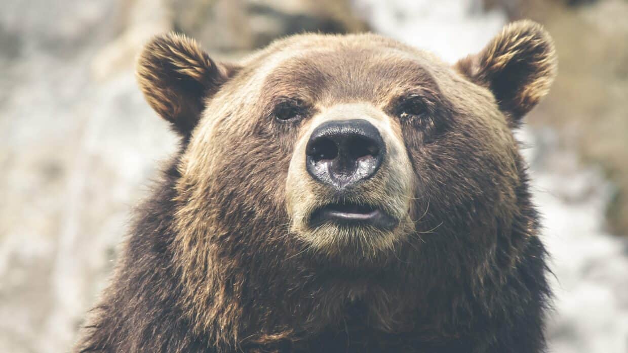 HD Bear Wallpapers - PixelsTalk