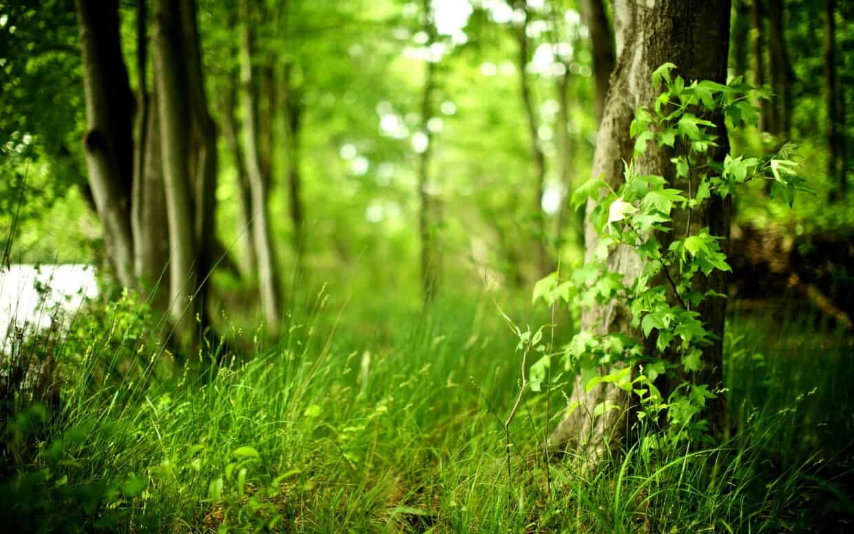 Desktop Grass HD Wallpapers - PixelsTalk