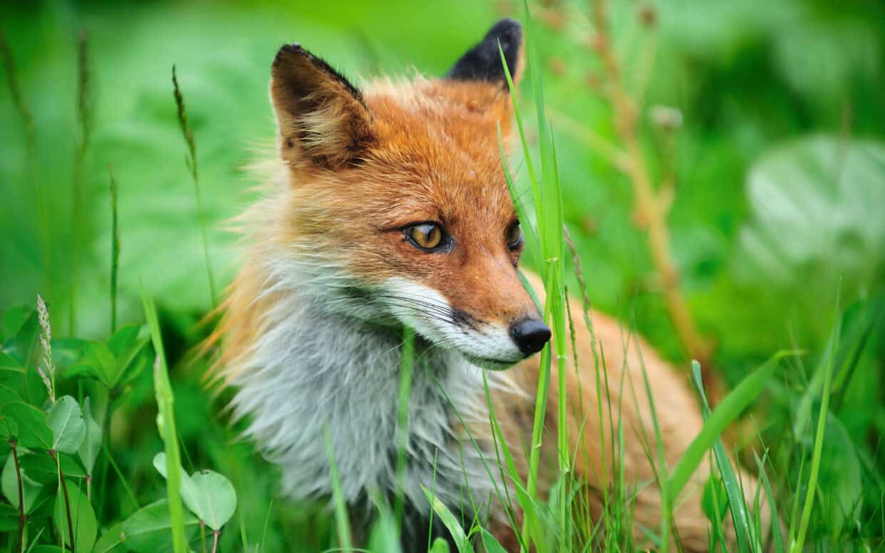 Fox Wallpapers For Desktop - PixelsTalk