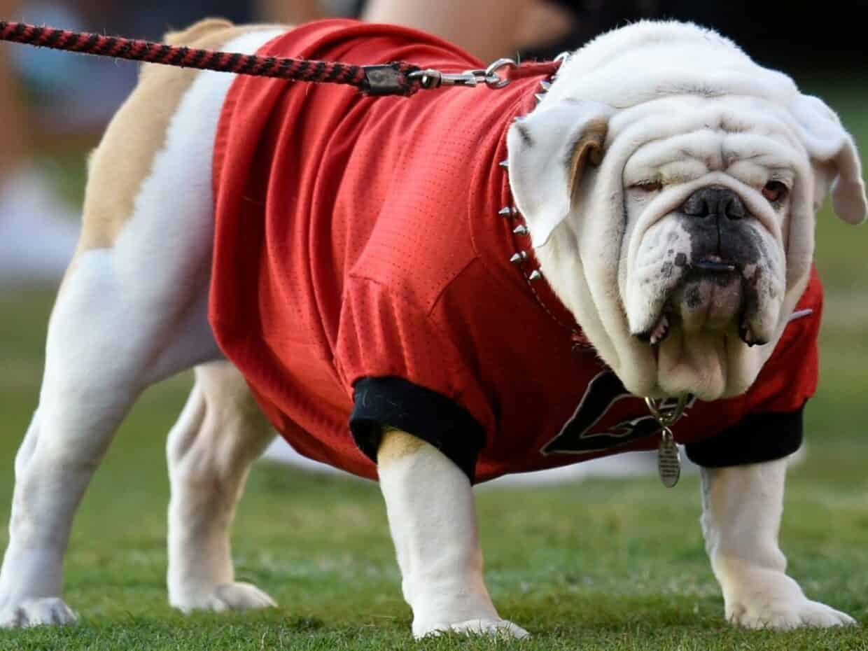 HD Uga Wallpapers - PixelsTalk