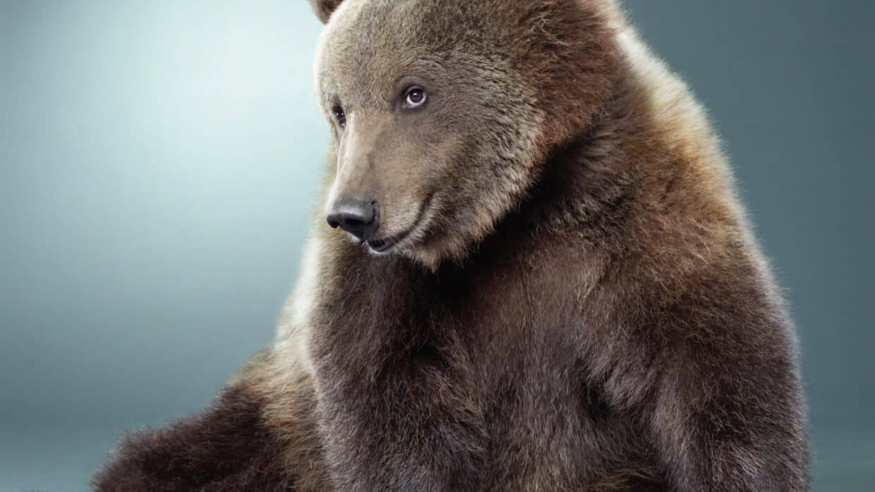 Desktop Bear Wallpapers - PixelsTalk
