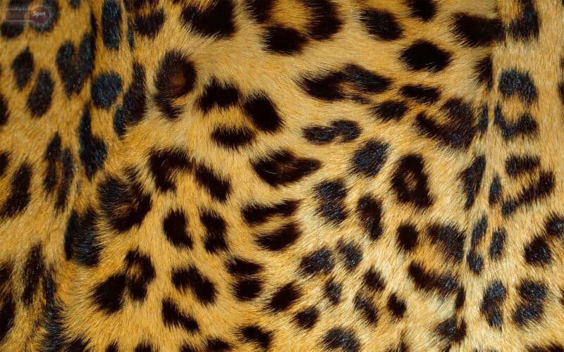 Animal Print Wallpaper HD - PixelsTalk