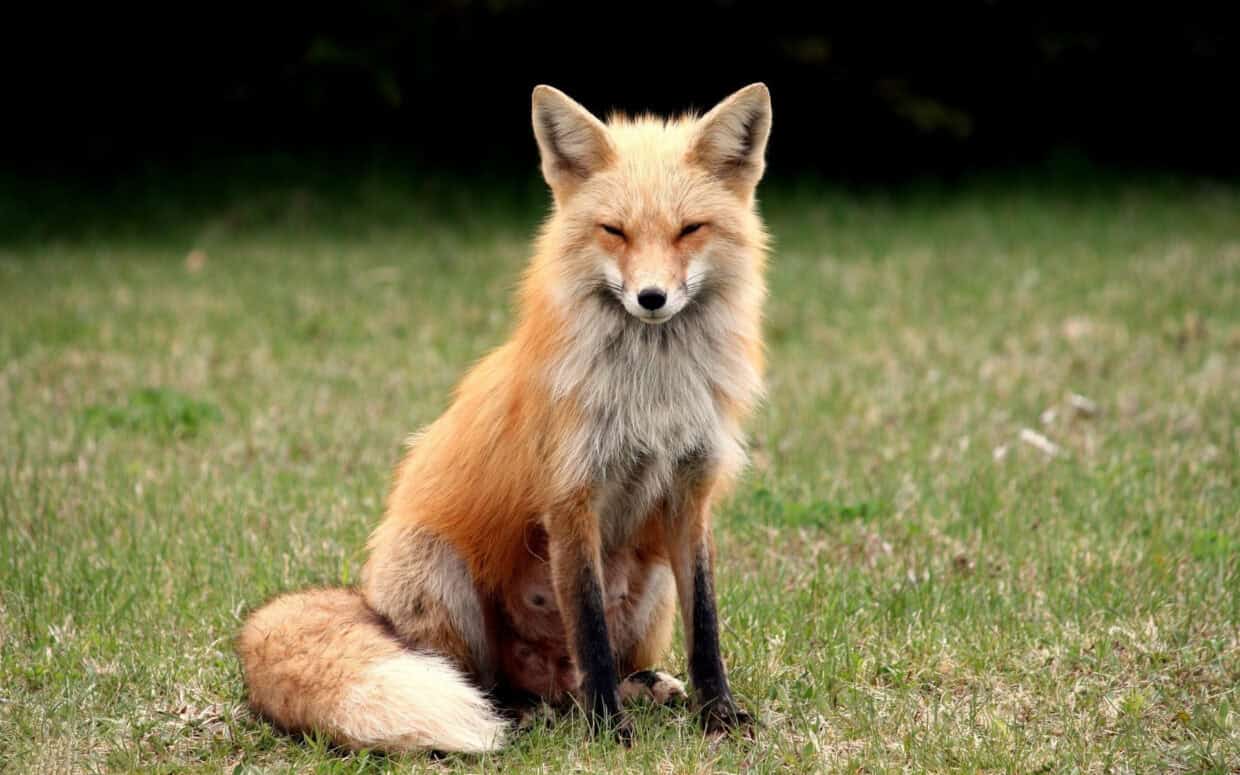 Fox Wallpapers For Desktop - PixelsTalk
