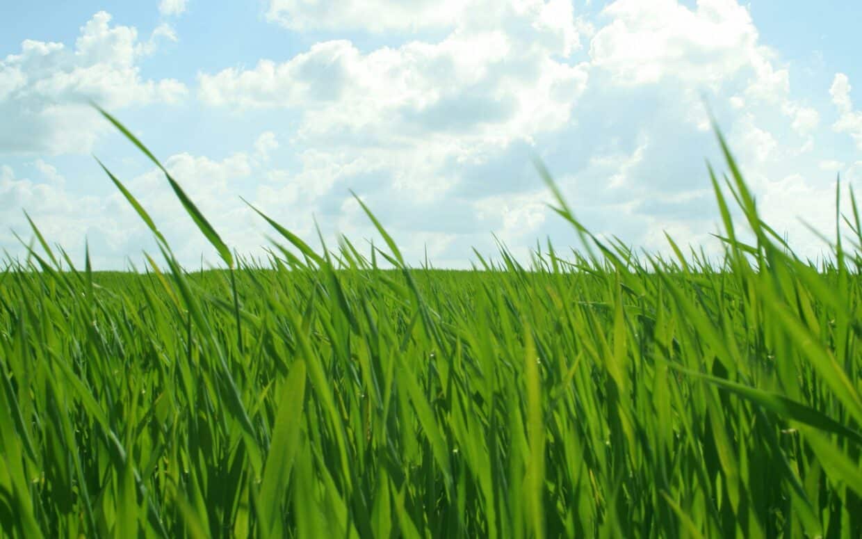Desktop Grass HD Wallpapers - PixelsTalk