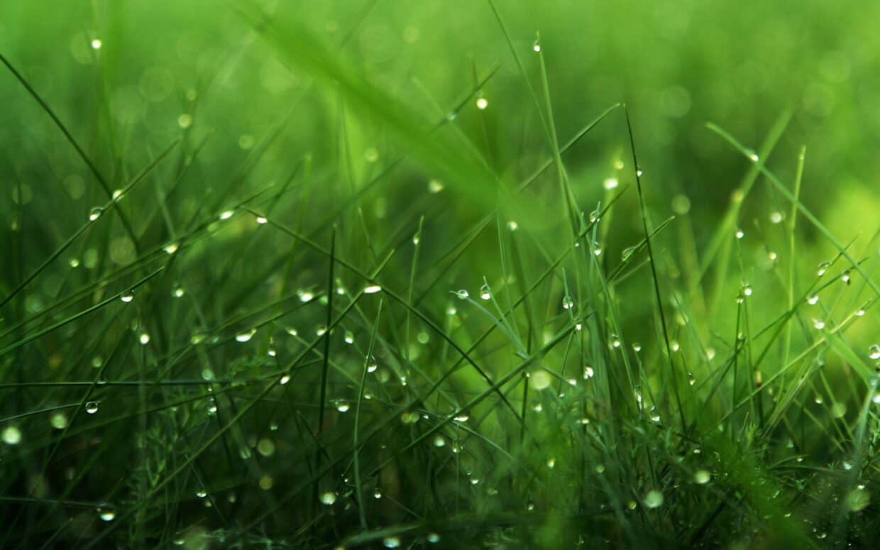 Grass Backgrounds - PixelsTalk