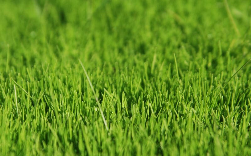 Desktop Grass HD Wallpapers - PixelsTalk
