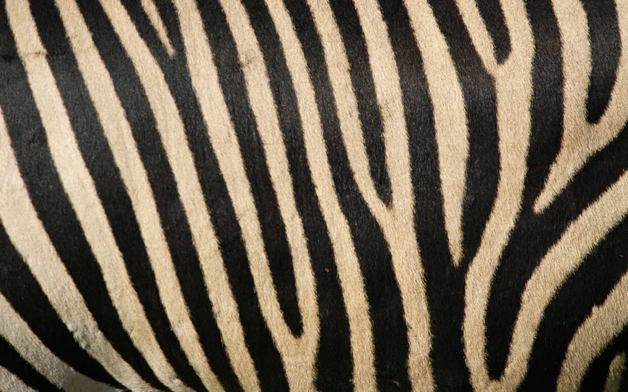 Animal Print Backgrounds - PixelsTalk
