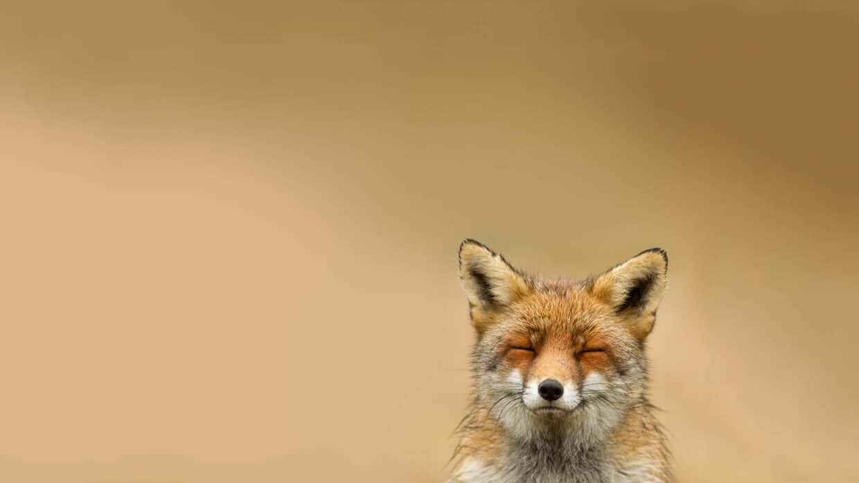 Happy Backgrounds - PixelsTalk