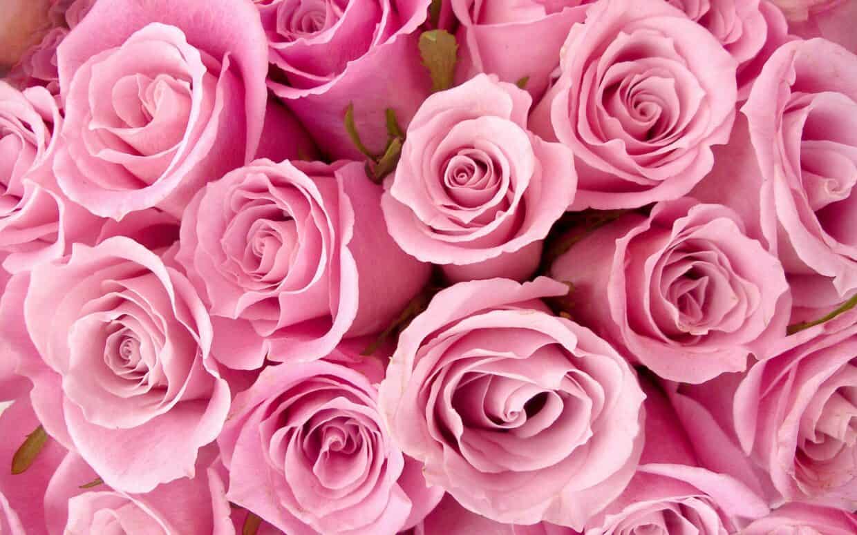 VS Pink Wallpapers HD - PixelsTalk