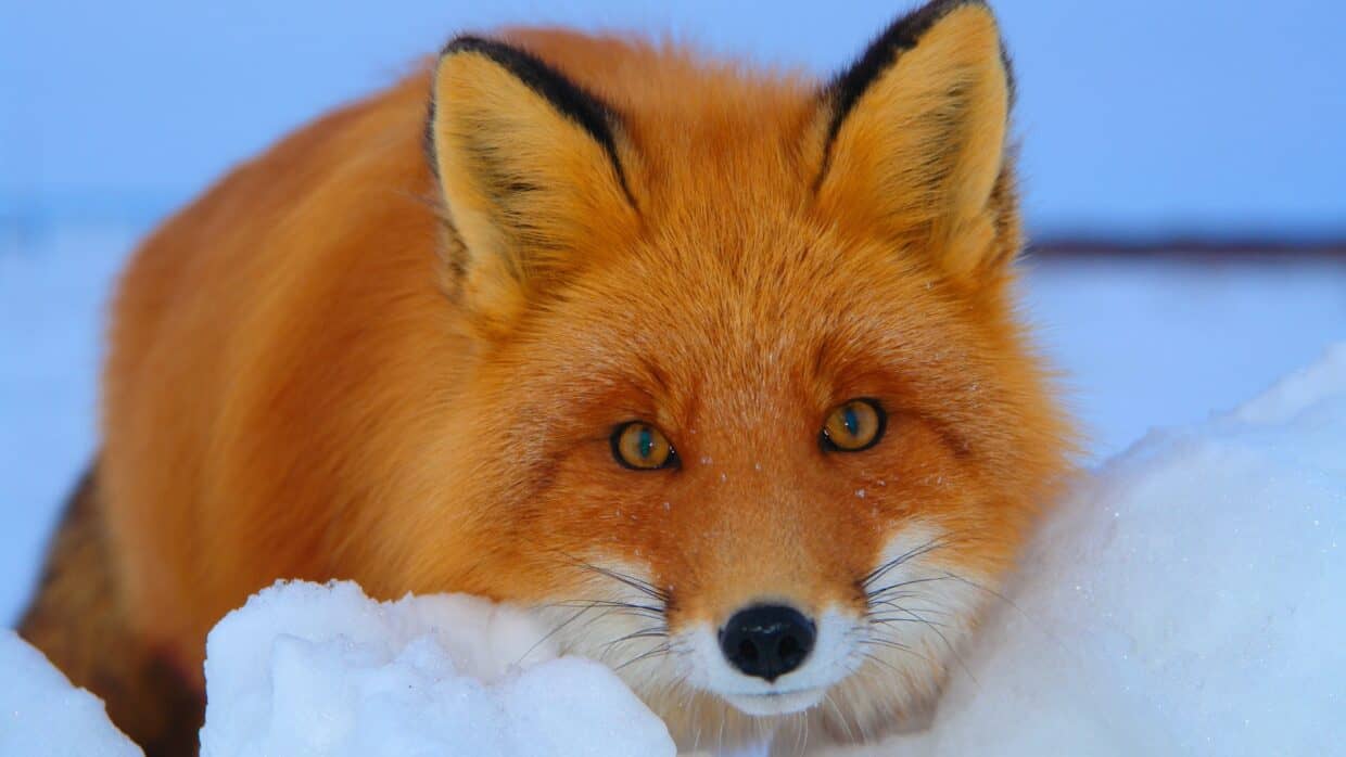 Fox Wallpapers For Desktop - PixelsTalk