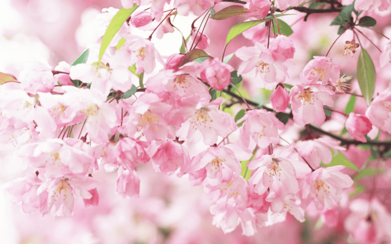 VS Pink Wallpapers HD - PixelsTalk