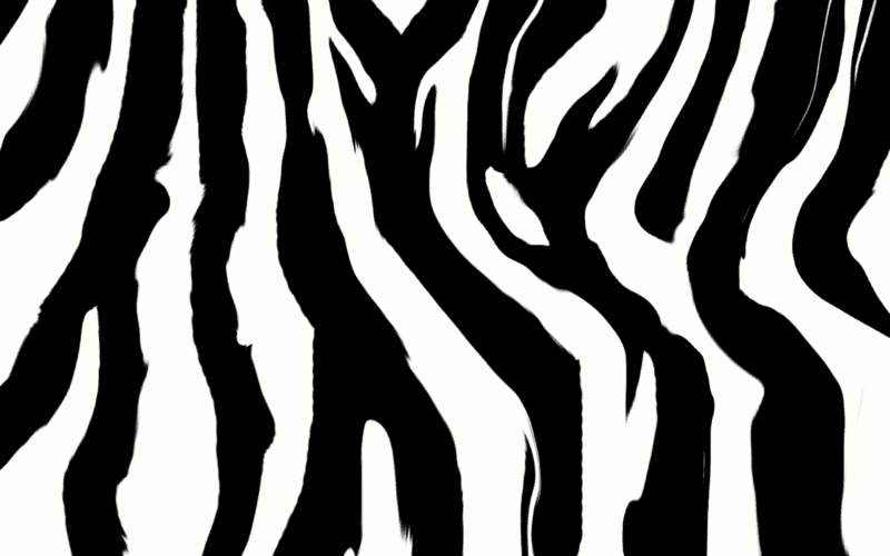 Zebra Print Wallpaper HD - PixelsTalk