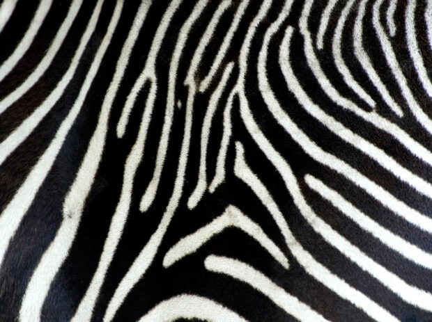 Zebra Print Wallpaper HD - PixelsTalk
