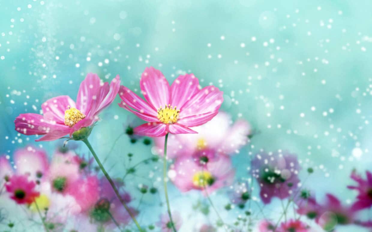 Flower Backgrounds - PixelsTalk