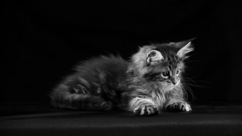 2560x1440 Wallpapers - PixelsTalk