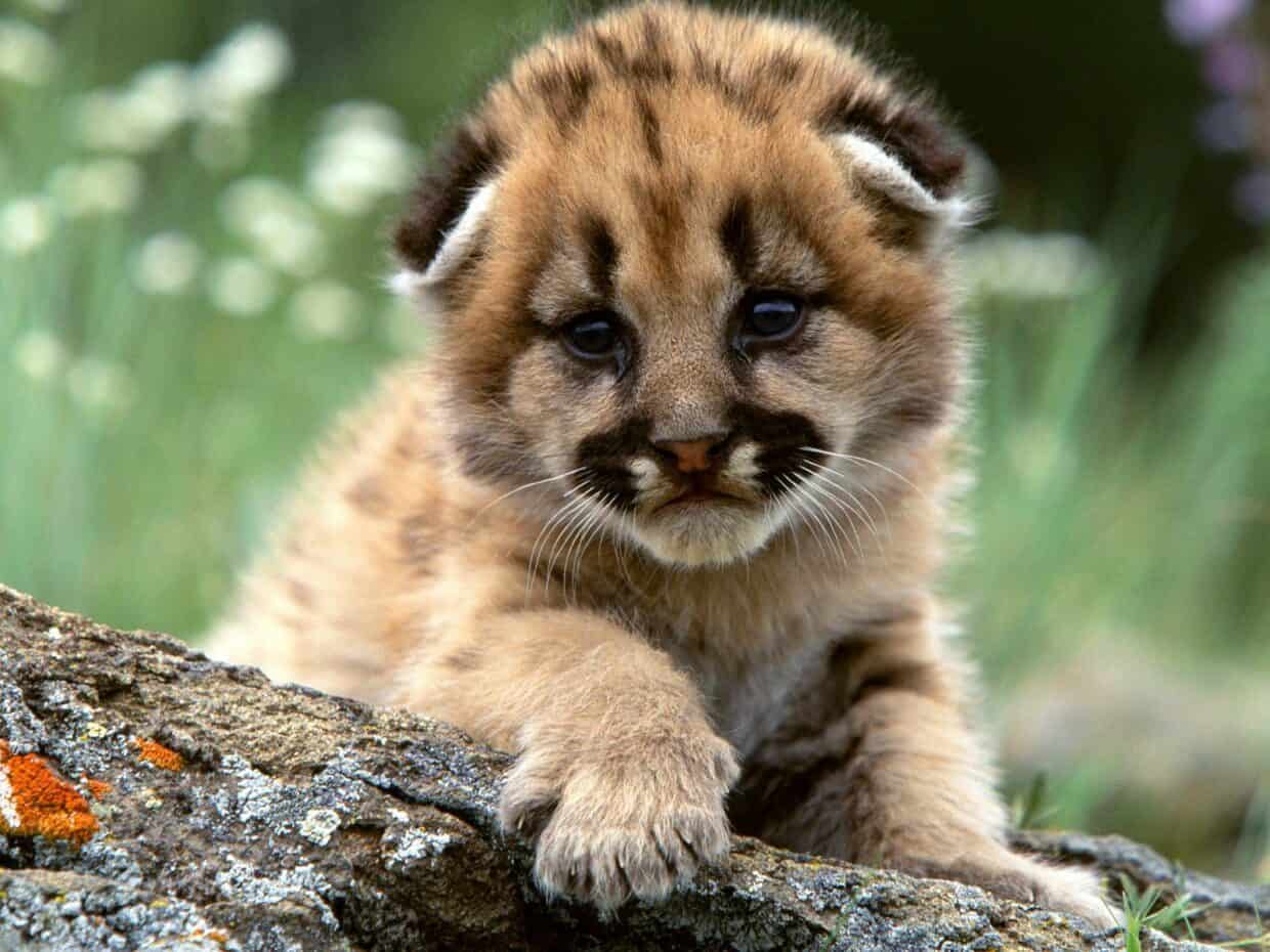 Cute Baby Animal Wallpapers - PixelsTalk