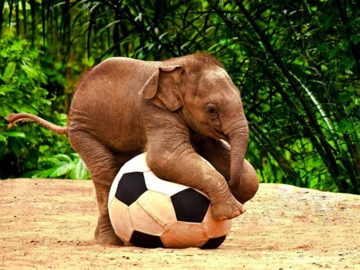 Cute Baby Animal Wallpapers - PixelsTalk