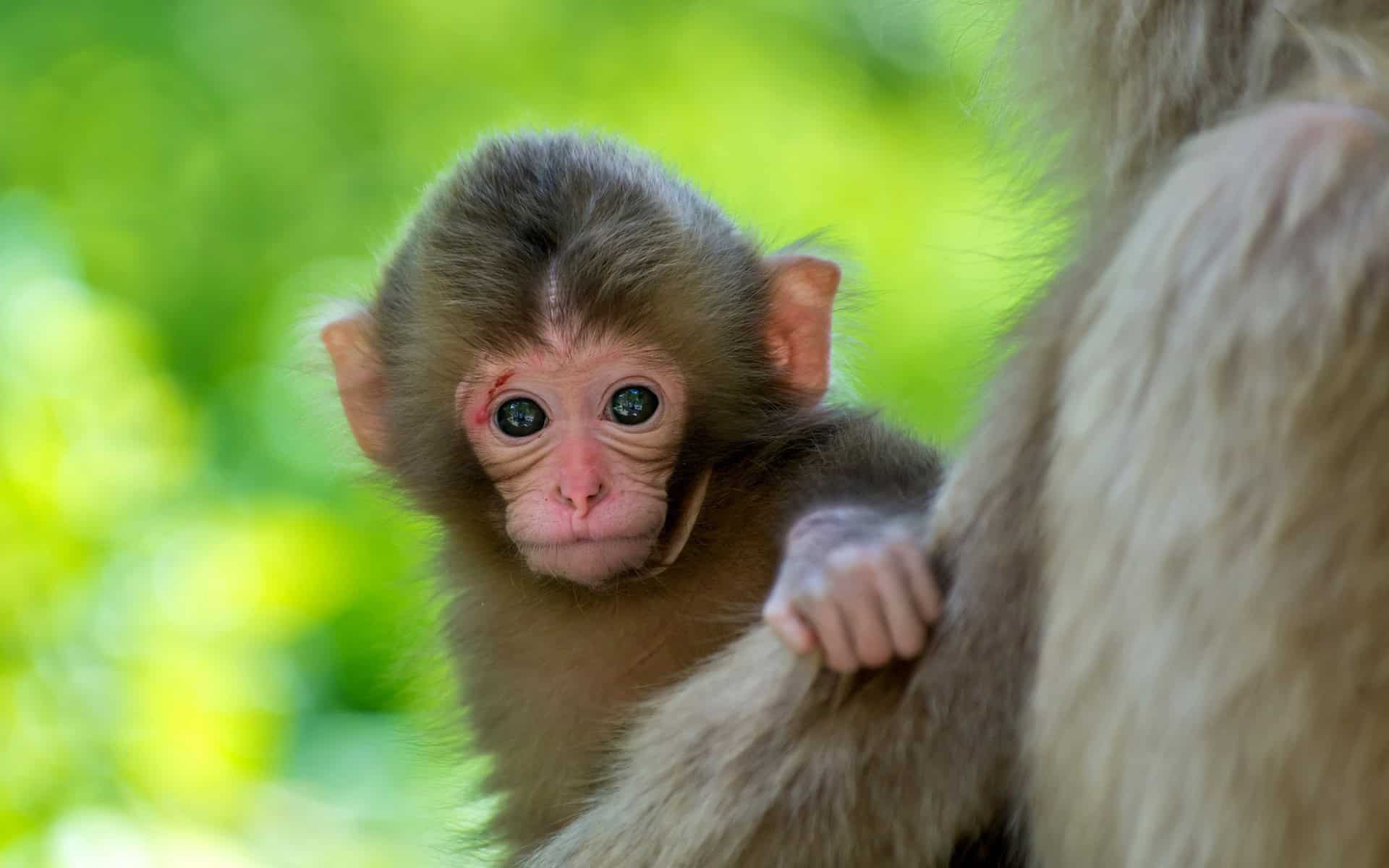 Cute Baby Animal Wallpapers Download Free