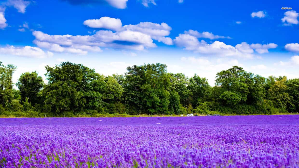 Lavender Flower Backgrounds - PixelsTalk