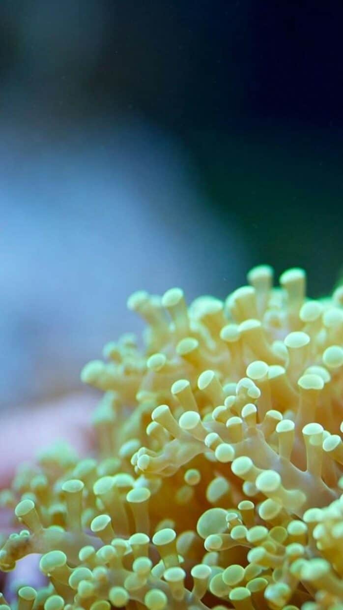 Android Phone Backgrounds - PixelsTalk