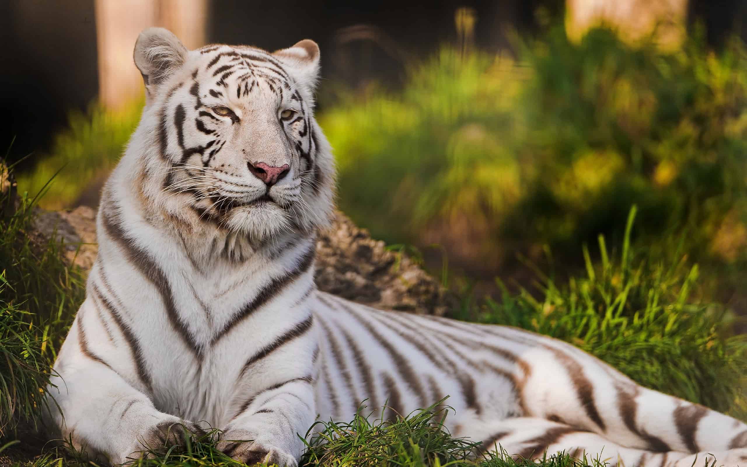 White Tiger Backgrounds PixelsTalk