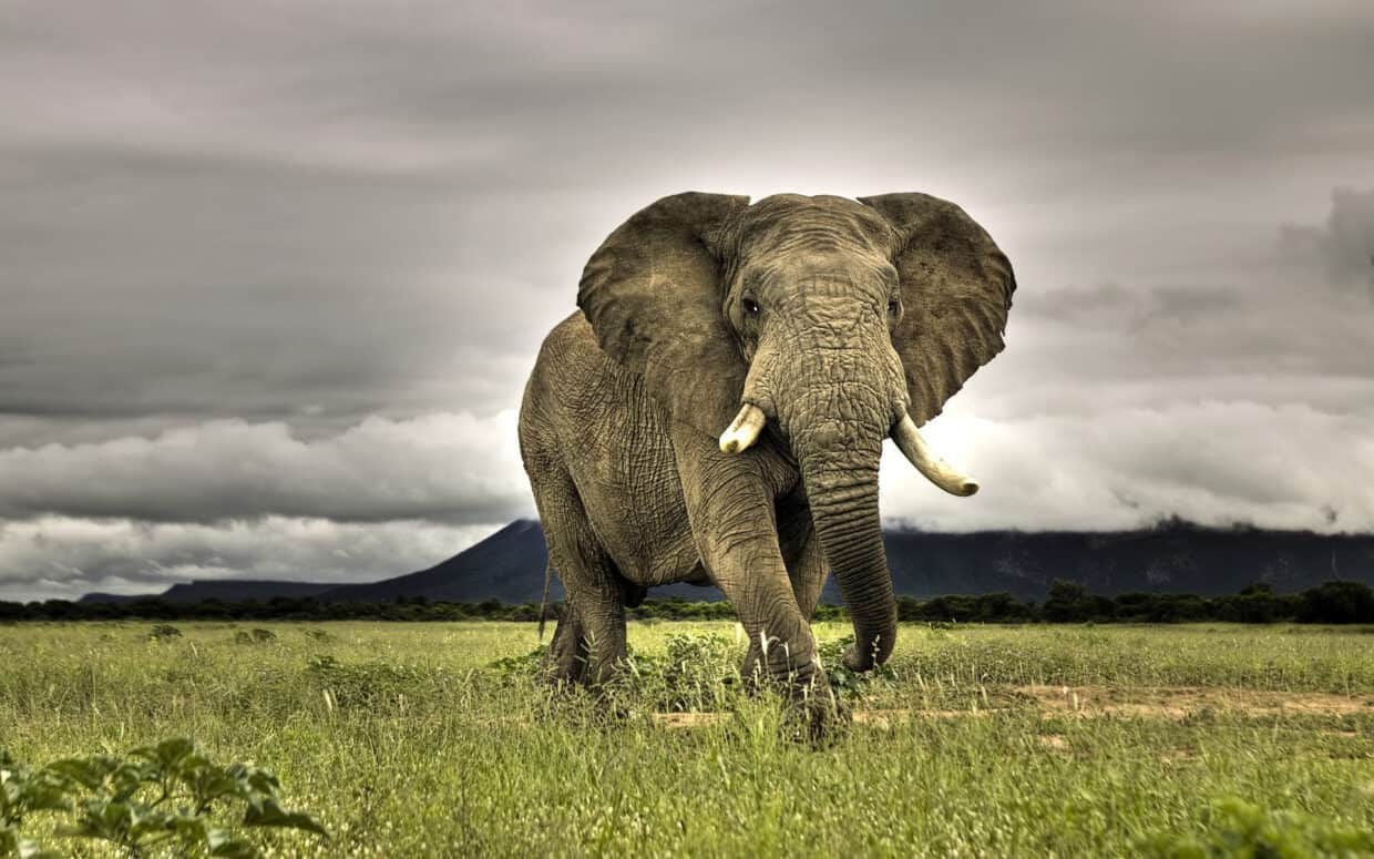 Elephant Images - PixelsTalk