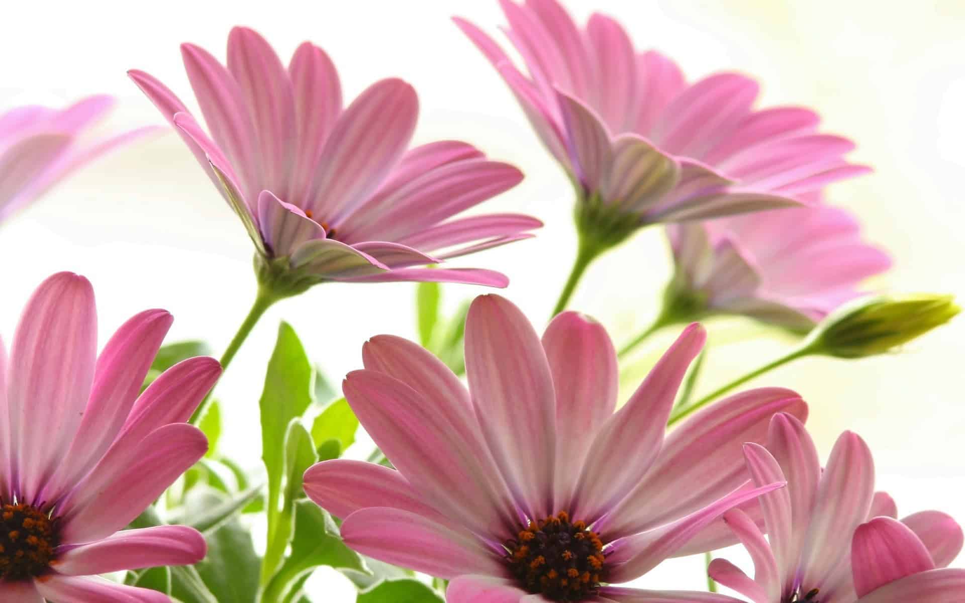 Beautiful PC Wallpaper Free Download PixelsTalk Net