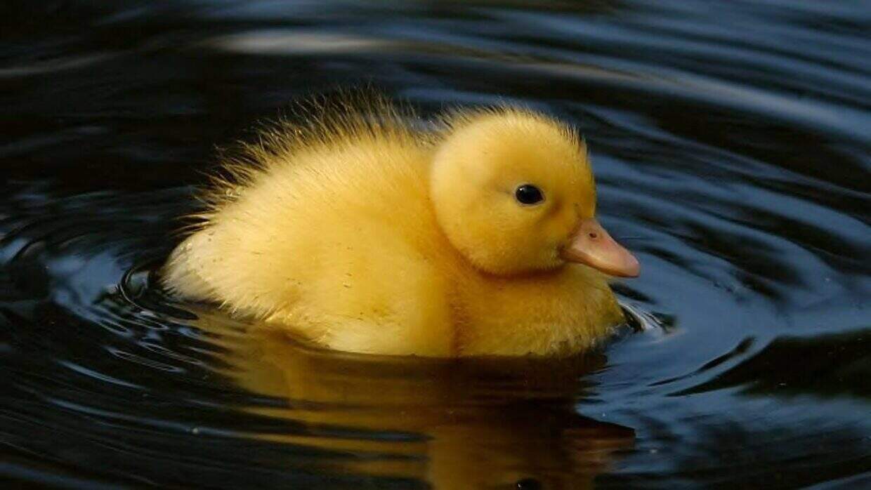 Best Cute Images - PixelsTalk