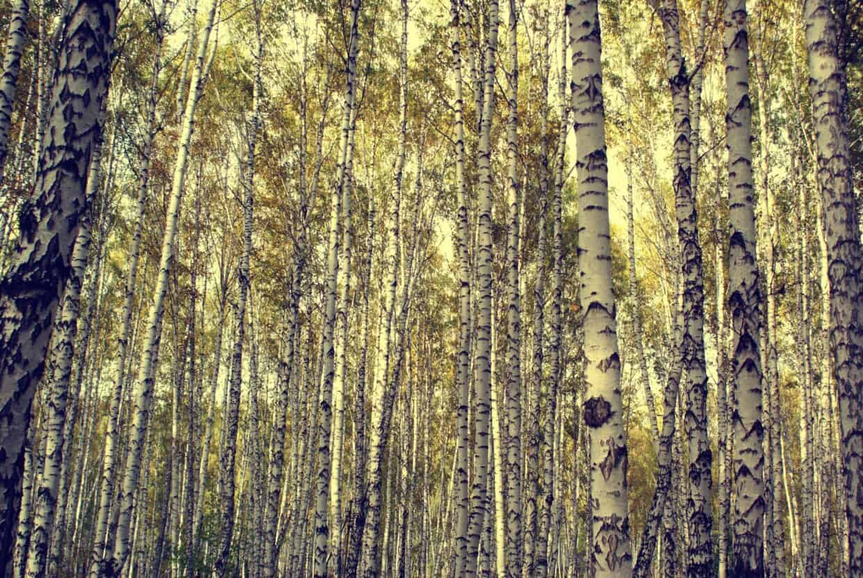Birch Tree Wallpapers - PixelsTalk