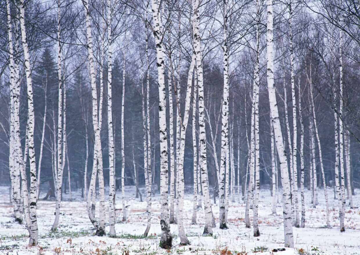 Birch Tree Wallpapers - PixelsTalk