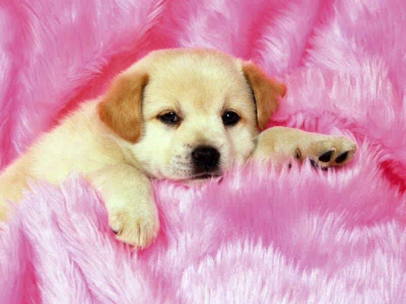 Cute Puppy HD Wallpapers - PixelsTalk