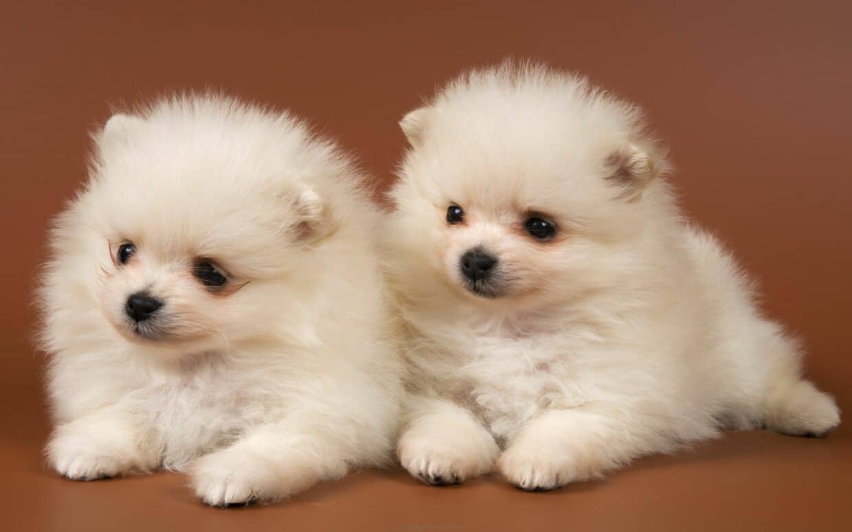 Cute Puppy HD Wallpapers - PixelsTalk