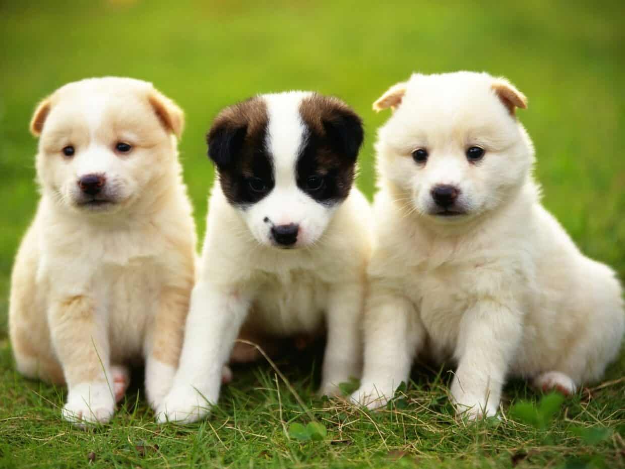 Cute Puppy HD Images - PixelsTalk