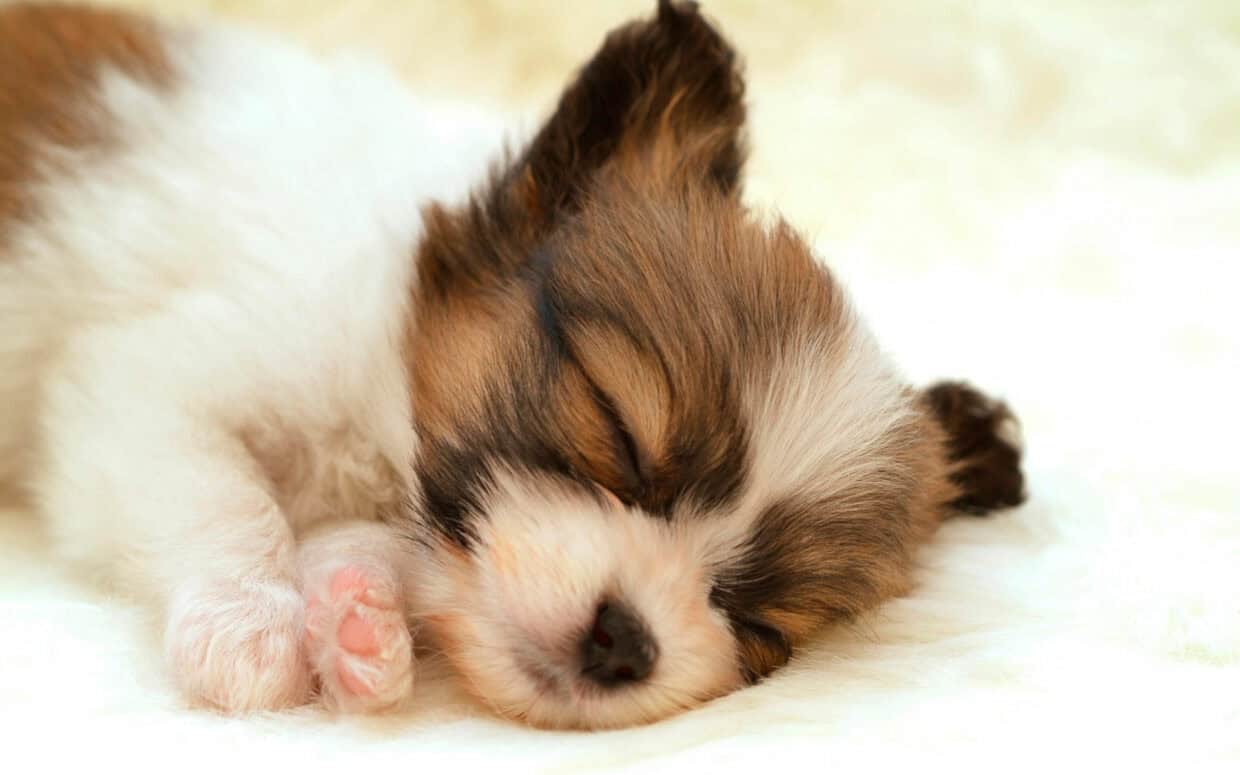 Cute Puppy HD Images - PixelsTalk