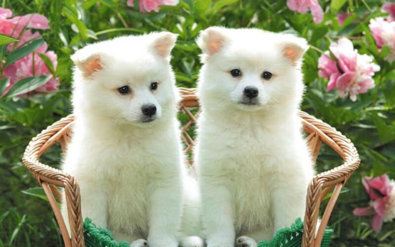 Cute Puppy HD Wallpapers - PixelsTalk