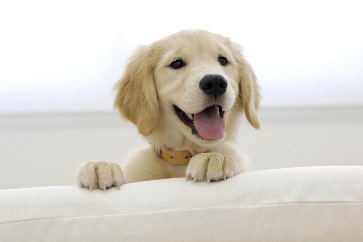 Cute Puppy HD Wallpapers - PixelsTalk