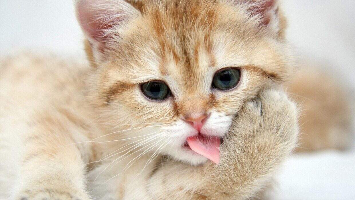 Best Cute Images - PixelsTalk