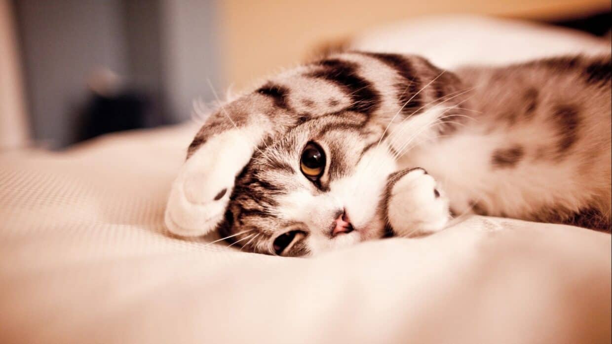 Cool And Cute Backgrounds - PixelsTalk