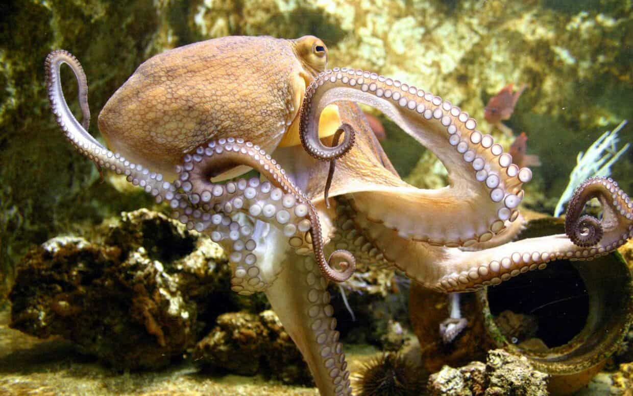 HD Octopus Wallpapers - PixelsTalk
