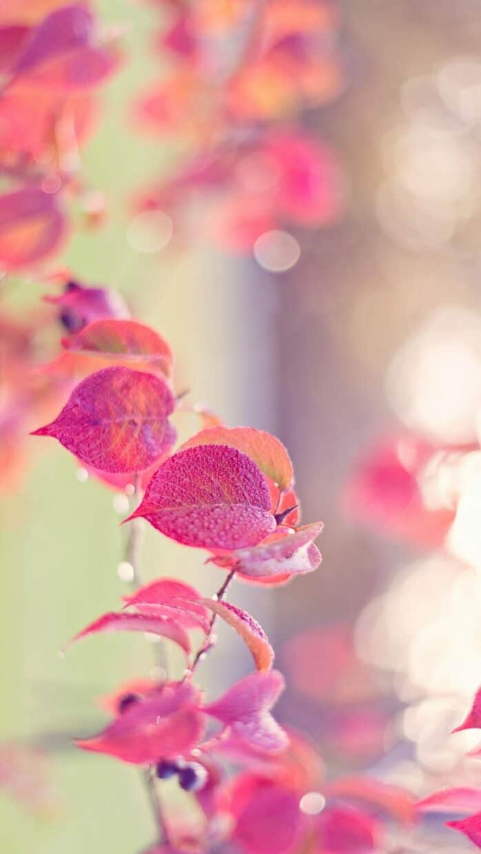 Phone Wallpapers Tumblr HD - PixelsTalk