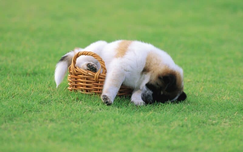Best Cute Images - PixelsTalk