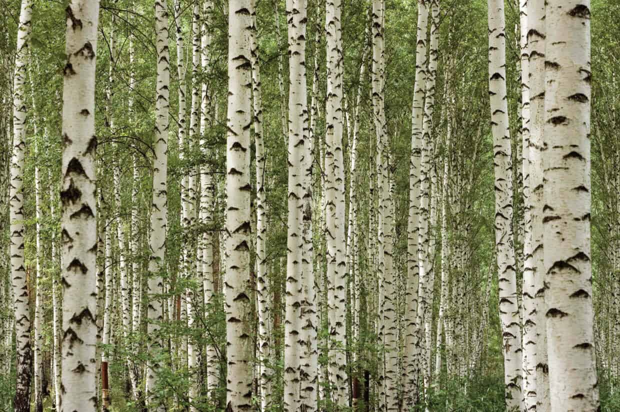 Birch Tree Wallpapers - PixelsTalk