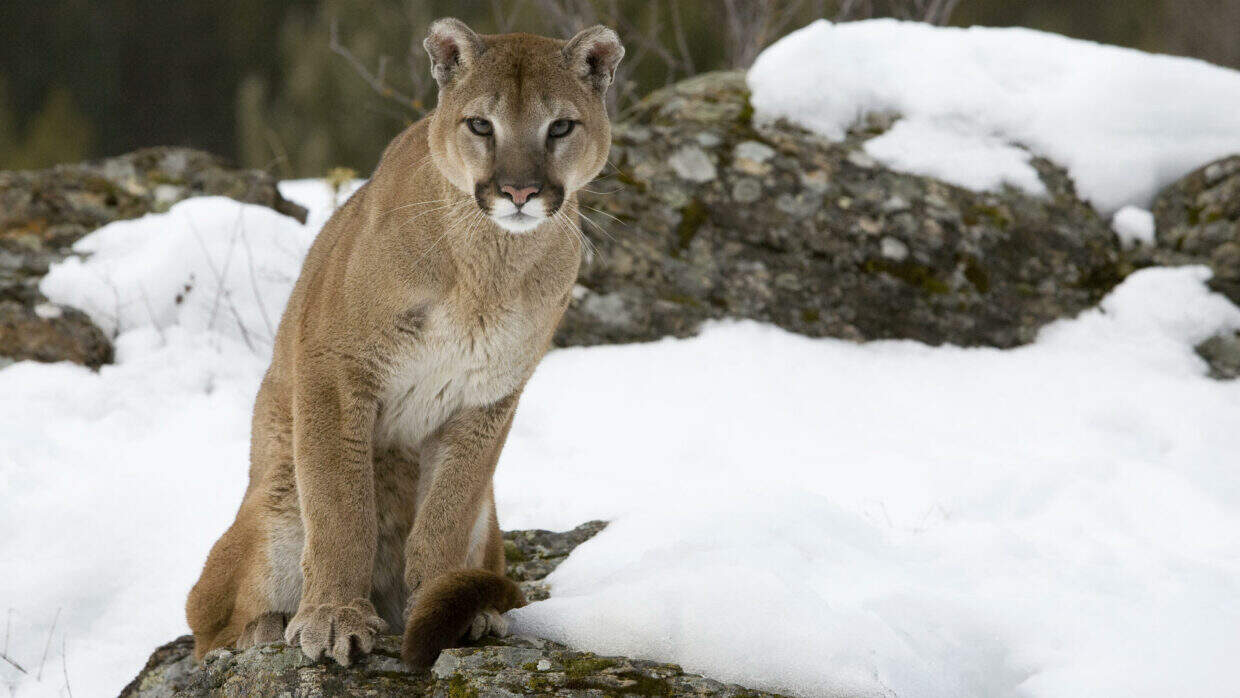 Wildlife Images - PixelsTalk