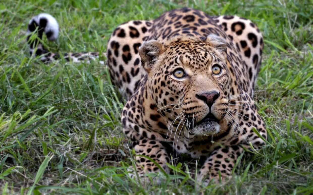 Wildlife Images - PixelsTalk