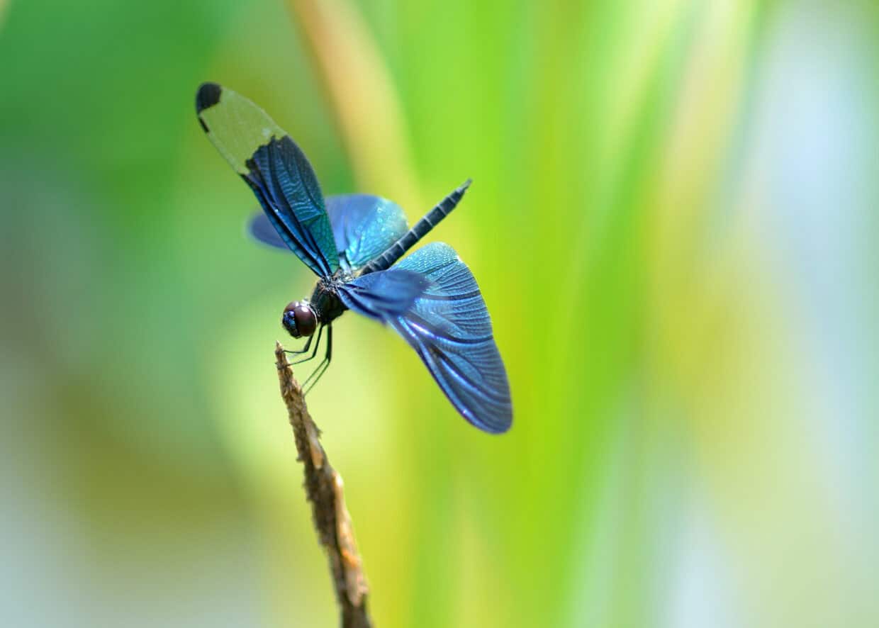 Dragonfly Wallpapers HD - PixelsTalk