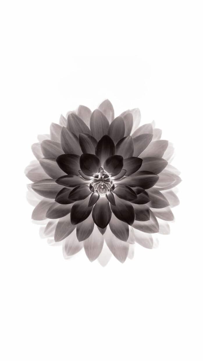 Best Cell Phone HD Wallpaper - PixelsTalk